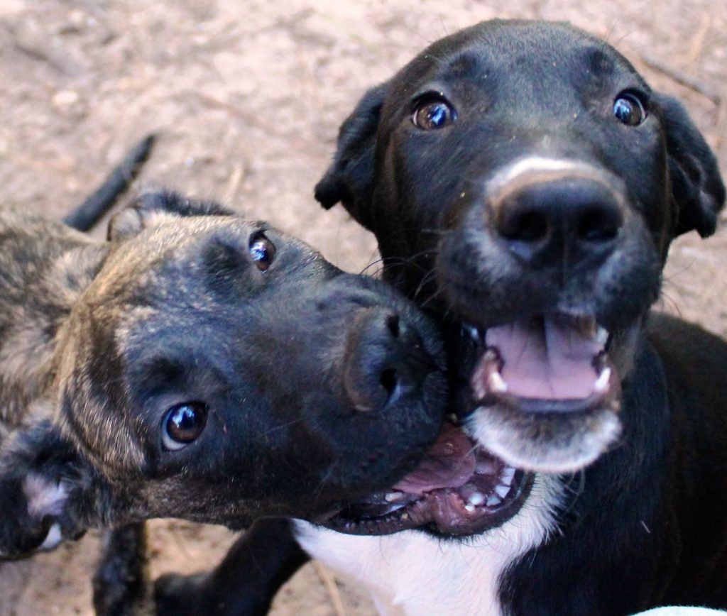 Puppy Play on Saturday – Our Pal's Place Daycare, Boarding and Training